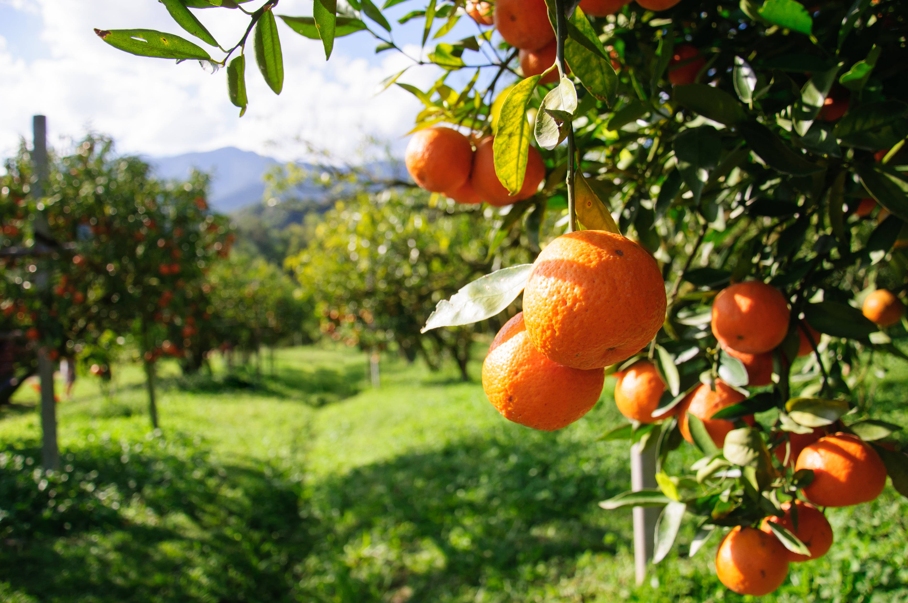 FloridaOrange.com - Florida Oranges, Florida Citrus and Gift Baskets