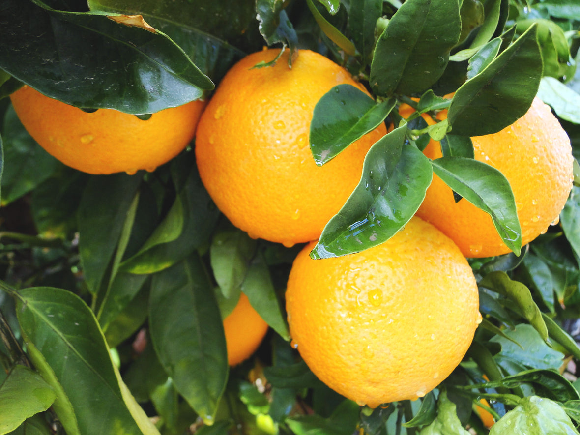 FloridaOrange.com - Florida Oranges, Florida Citrus and Gift Baskets