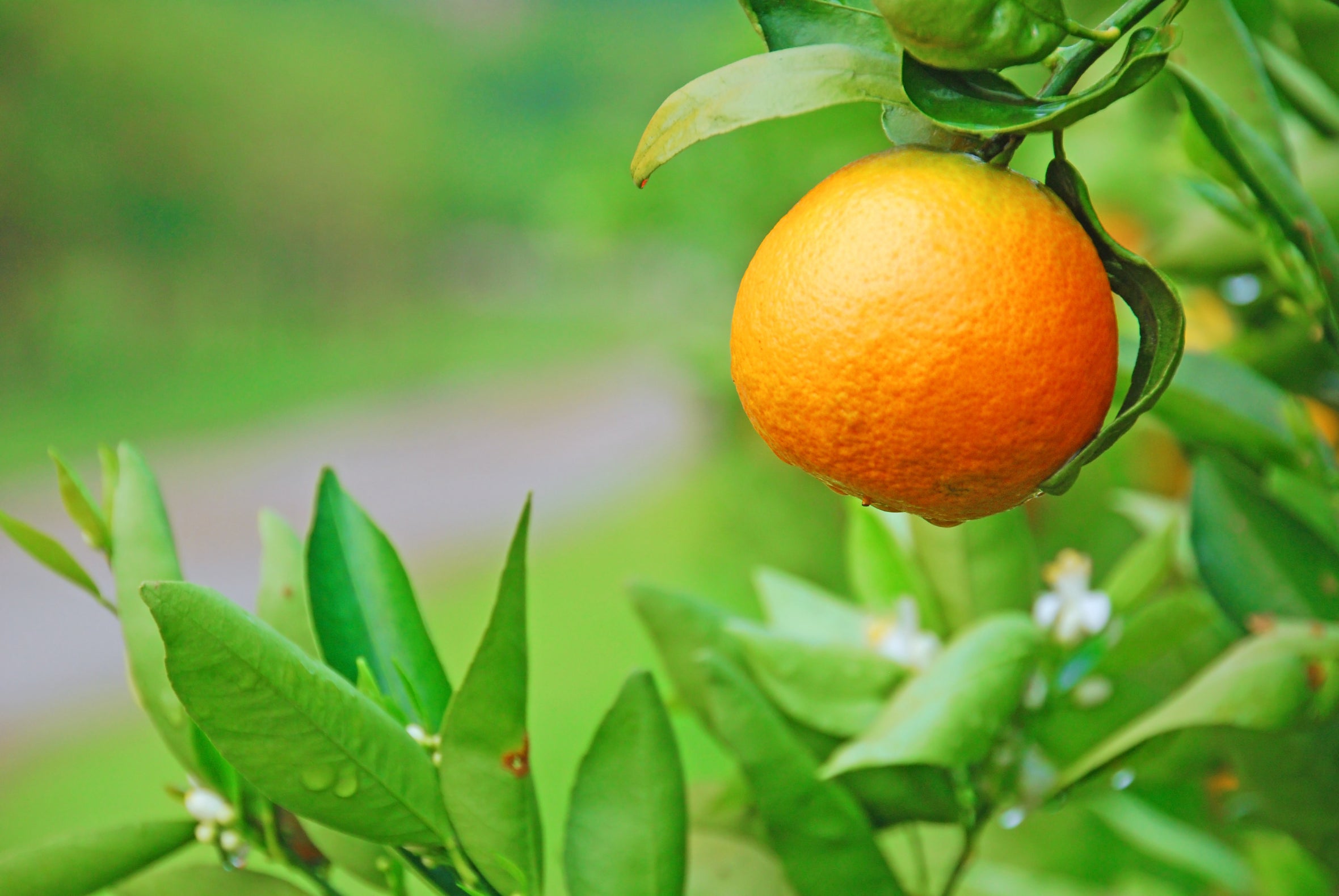 FloridaOrange.com - Florida Oranges, Florida Citrus and Gift Baskets