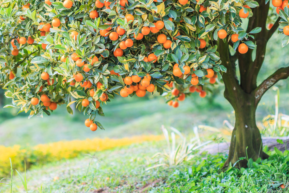 FloridaOrange.com - Florida Oranges, Florida Citrus and Gift Baskets ...